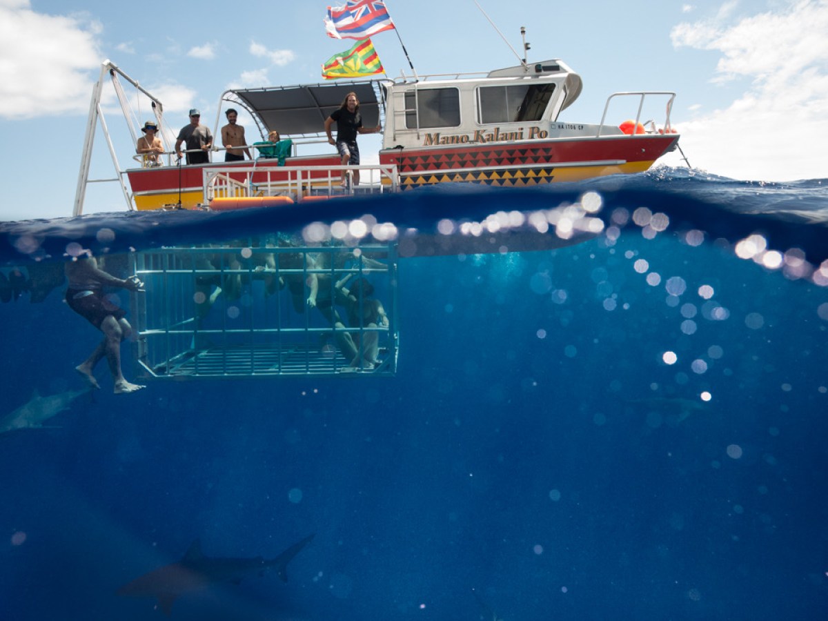 Haleiwa Shark Tours | Shark Cage Diving & Swimming in Oahu, HI