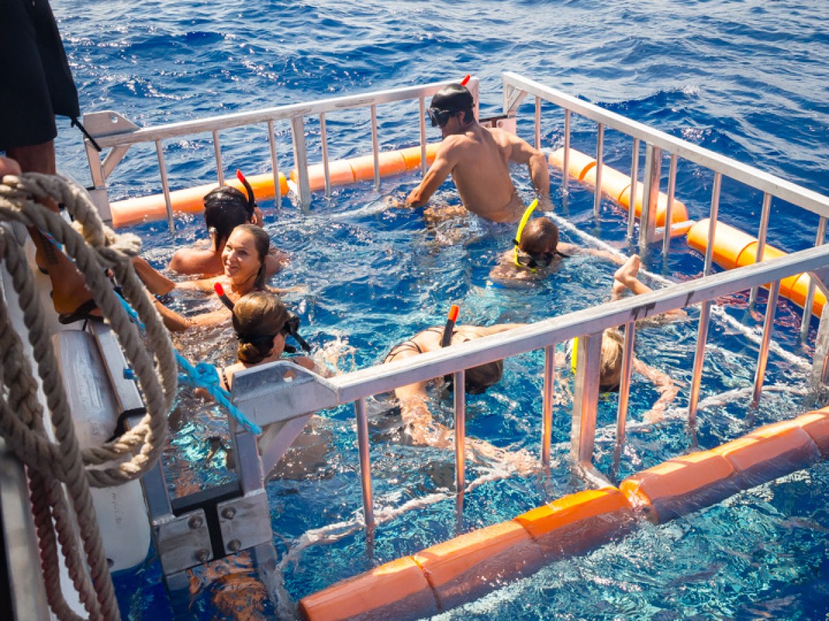 Haleiwa Shark Tours | Shark Cage Diving & Swimming in Oahu, HI